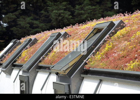 A green roof consisting of a diverse range of sedum plants on a single ...