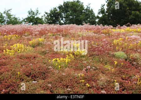 A green roof consisting of a diverse range of sedum plants on a single ...