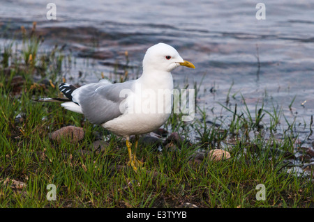 common gull larus canus solitary bird on water in tidal coastal estuary ...