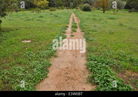 muddy pathway road through countryside tracks puddles spring; essex ...