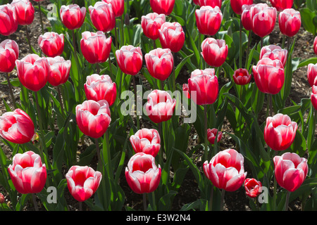 Tulipa 'Timeless'. Red and White Tulip in a Spring garden Stock Photo ...