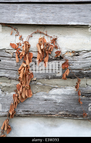 Dead vine on a wall Stock Photo - Alamy
