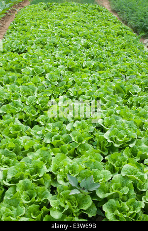 Rows of lush green lettuce growing in elevated planters fill the bright ...