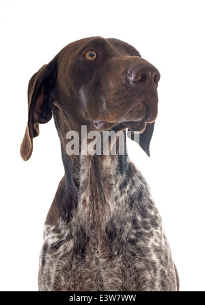 female German Shorthaired Pointer Stock Photo - Alamy