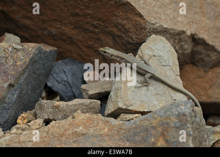Pyrenean rock lizard (Iberolacerta bonnali) sunning itself on a lichen ...