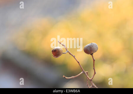 Japanese wax tree (Toxicodendron succedaneum) Plantae Stock Photo - Alamy