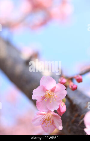 Close-up of the blossoms of a prunus campanulata, also known as Taiwan ...