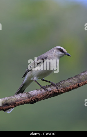 Tropical Mockingbird (Mimus gilvus Stock Photo - Alamy