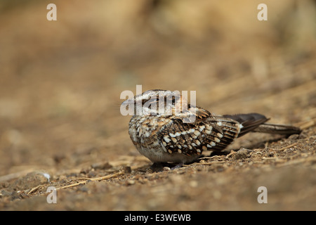 White-tailed Nightjar (Caprimulgas cayennensis Stock Photo - Alamy