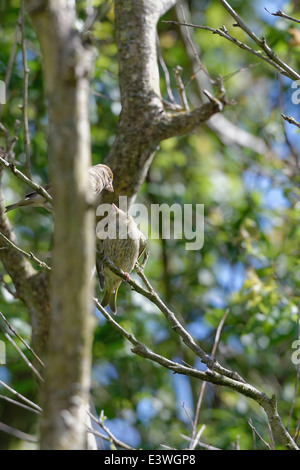 AWelsh Garden Birds : A greenfinch feeds its fledgling in the trees ...