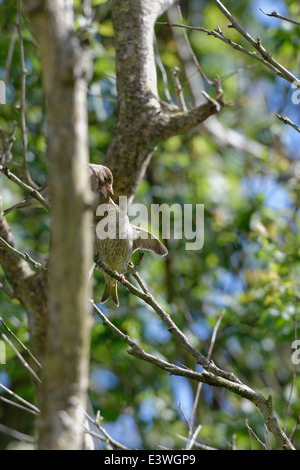 AWelsh Garden Birds : A greenfinch feeds its fledgling in the trees ...