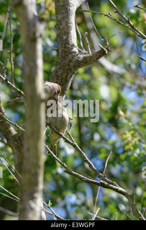 AWelsh Garden Birds : A greenfinch feeds its fledgling in the trees ...