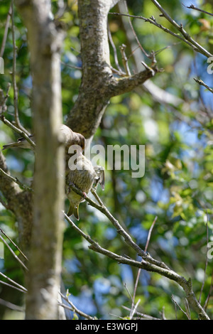 AWelsh Garden Birds : A greenfinch feeds its fledgling in the trees ...