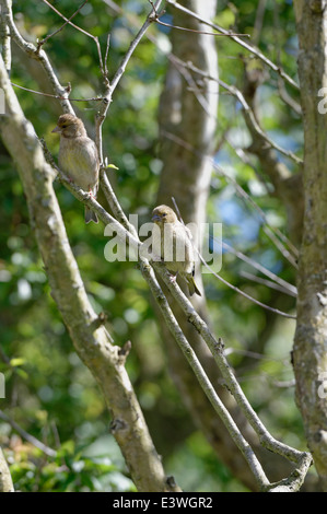 AWelsh Garden Birds : A greenfinch feeds its fledgling in the trees ...