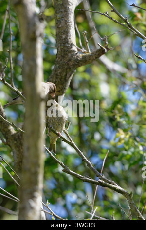 AWelsh Garden Birds : A greenfinch feeds its fledgling in the trees ...