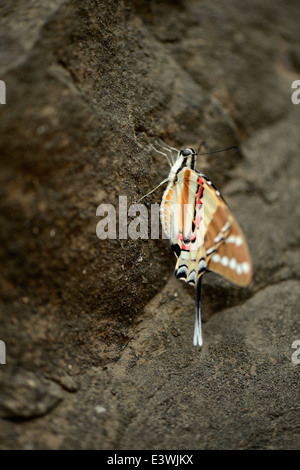 spot swordtail butterfly Graphium nomius on a white background Stock ...