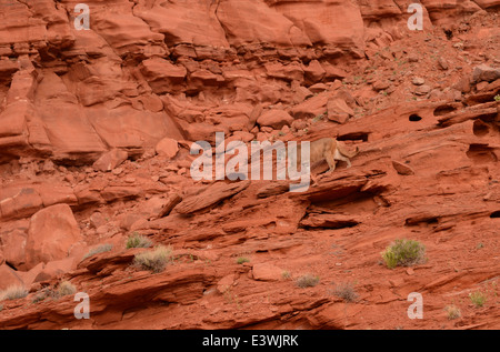 mountain lion in red sandstone Moab Stock Photo - Alamy
