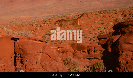 mountain lion jumping across a ravine Stock Photo - Alamy