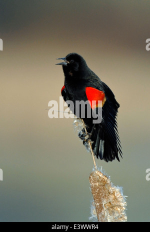 The Red-winged Blackbird, commonly found in wetlands, is a vital part ...