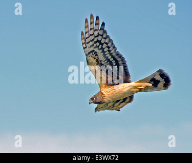 A Northern Harrier raptor is captured with its prey at Benton Lake ...