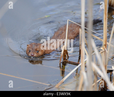 The long-tailed weasel, a small carnivorous mammal, was observed in ...