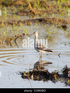 The Greater Yellowlegs, a species of wader bird, is often observed in U ...