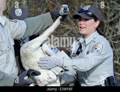 Banding a Tundra Swan as part of a wildlife monitoring program. This ...