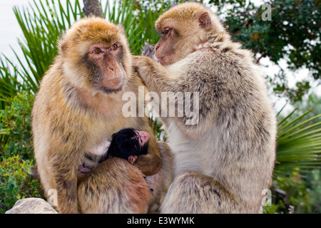 A family of monkeys (Barbary macaques Stock Photo - Alamy