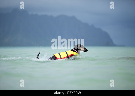 Dog in life jacket swim in the swimming pool with coach. Pet ...