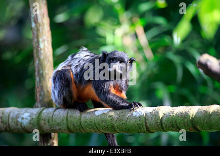 Red-bellied White-lipped Tamarin (Saguinus labiatus), Rotbauchtamarin ...