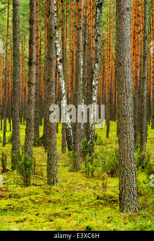 Scots Pines (Pinus sylvestris) and birch trees mirrored in water ...