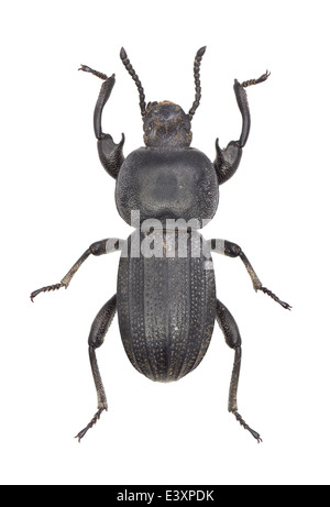 Coleoptera; Tenebrionidae; Scaurus punctatus; Fabricius 1798; Male ...