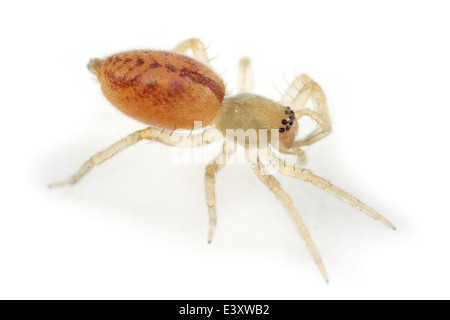 Clubiona spider family, Clubionidae spider, on white background. Head ...