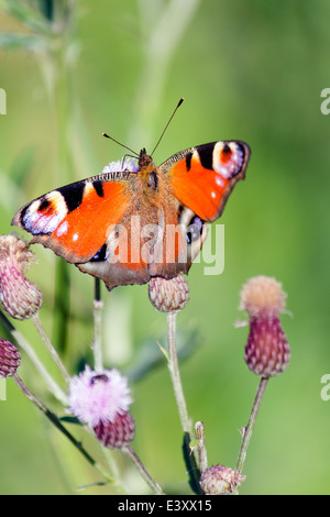 A Peacock butterfly on a thistle field in Germany Stock Photo - Alamy