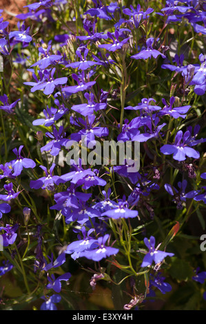 Blue Trailing Lobelia Stock Photo - Alamy