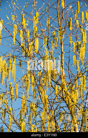 Delicate Catkins of Yellow Birch - Betula alleghaniensis growing in ...