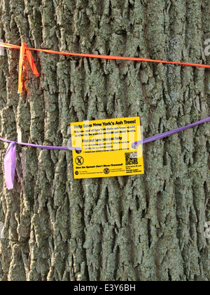 Emerald Ash Borer Warning Sign Stock Photo - Alamy