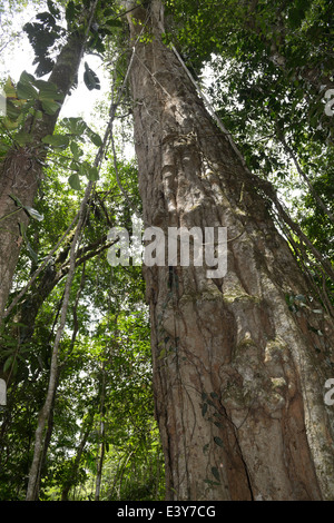 Giant old growth almond tree, Dipteryx panamensis, lowland rainforest ...