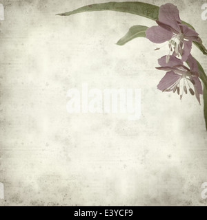 textured old paper background with fireweed Stock Photo - Alamy