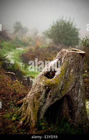 broken tree trunk among trees and white small flower blossoms Stock ...