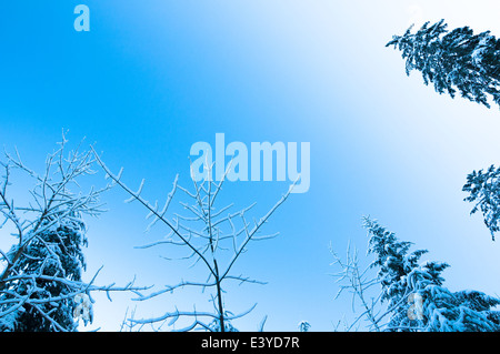 The icy treetops of a forest in winter in gray ashen light Stock Photo ...