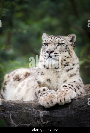A leopard sitting on a big rock in a tropical forest Stock Photo - Alamy