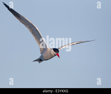 Caspian Tern in flight Stock Photo - Alamy