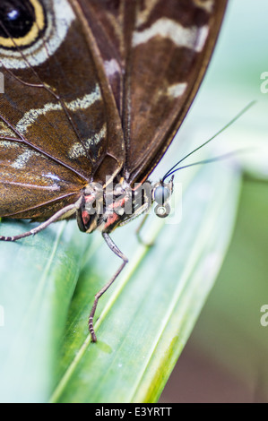 Three butterfly on green leaf and sunlight - butterfly and sunlight ...