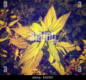 macro in the field Stock Photo - Alamy