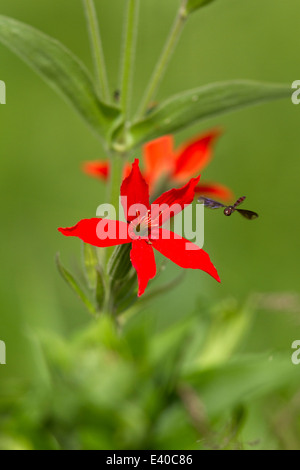 Royal catchfly (Silene regia Stock Photo - Alamy