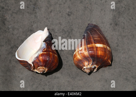 Indian Strombidae Shell Stock Photo - Alamy