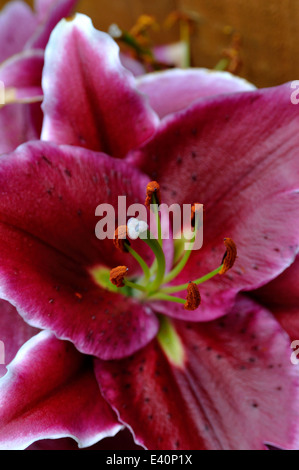 Vertical close-up of a deep burgundy red rose bud surrounded by green ...