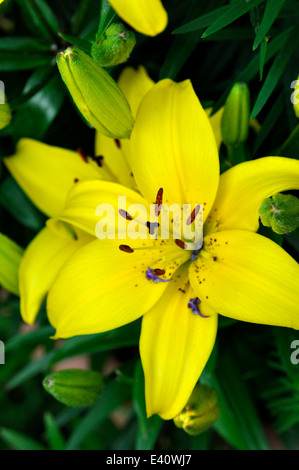 Yellow Asiatic Lilies (Lilium sp Stock Photo - Alamy