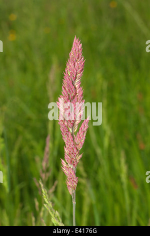 Creeping velvet grass (Holcus mollis 'Albovariegatus' Stock Photo - Alamy